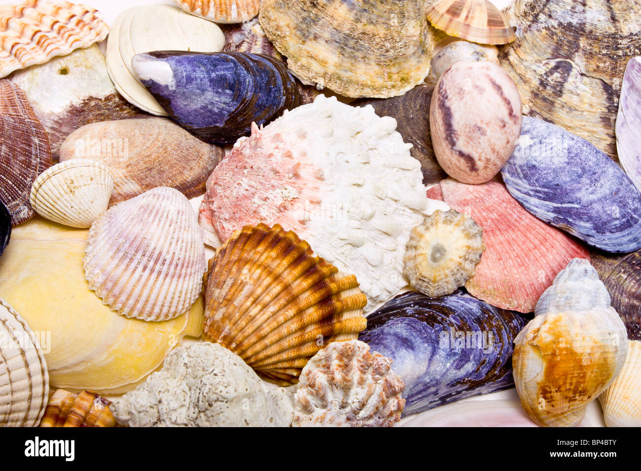 Seashell sizes hi-res stock photography and images - Alamy