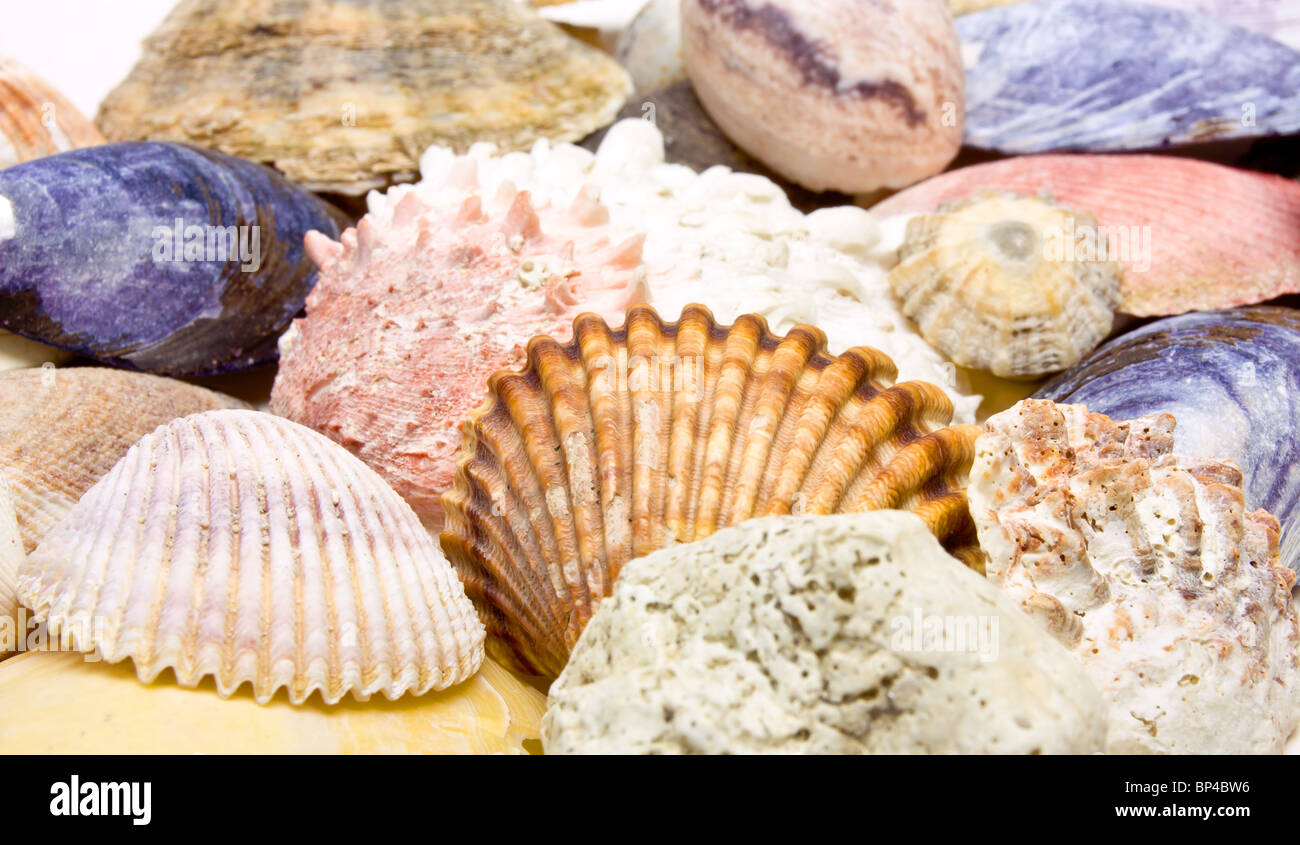 Sea Shell Background or Texture of different shapes and sizes Stock ...