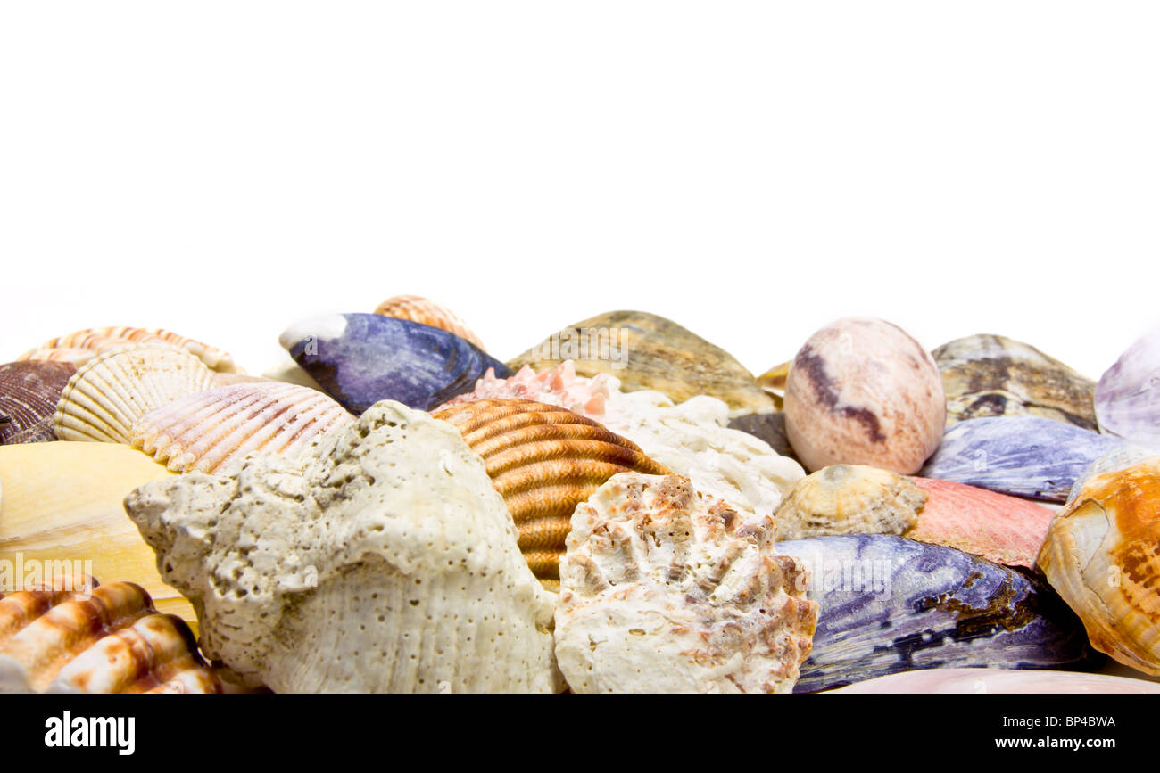 Sea Shell Background or Texture of different shapes and sizes Stock ...