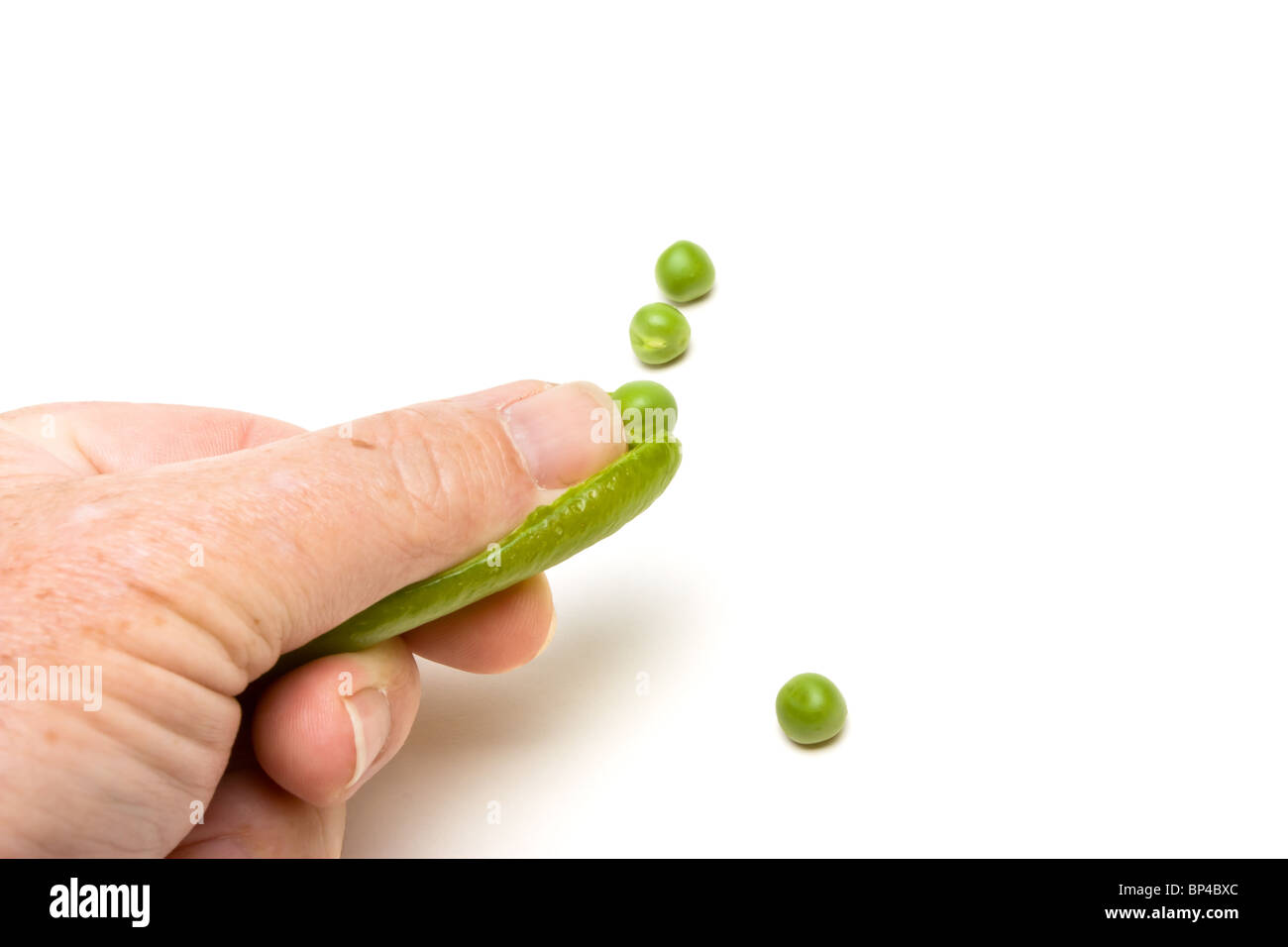 Shelling Fresh Garden Pea Pods isolated against white background Stock ...