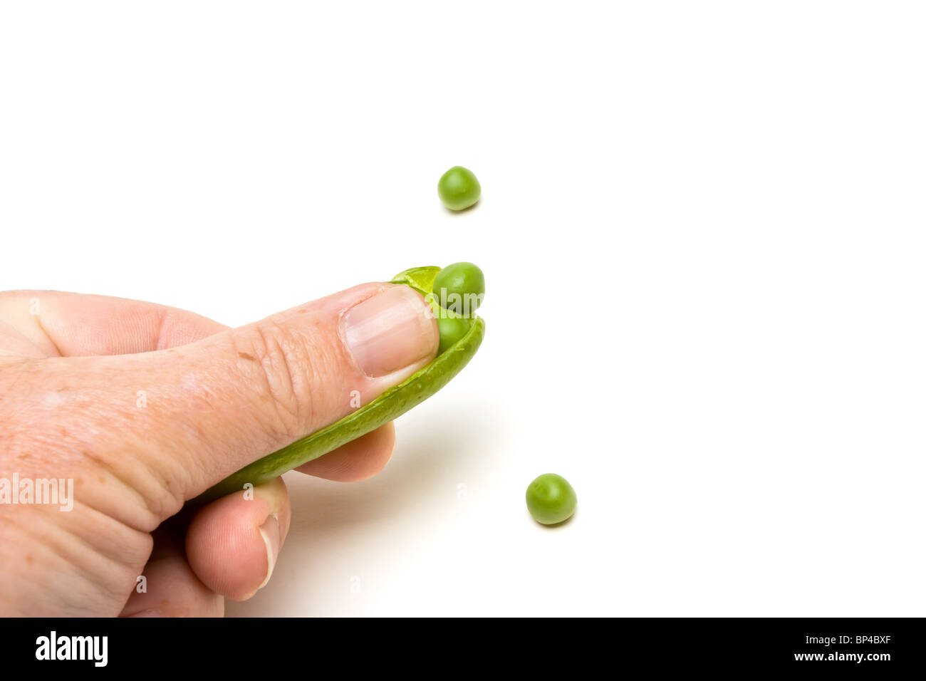 Shelling Fresh Garden Pea Pods isolated against white background Stock ...