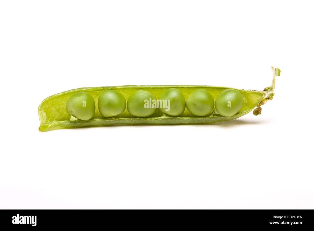 Fresh Pea Pods from low perspective isolated against white background Stock Photo - Alamy