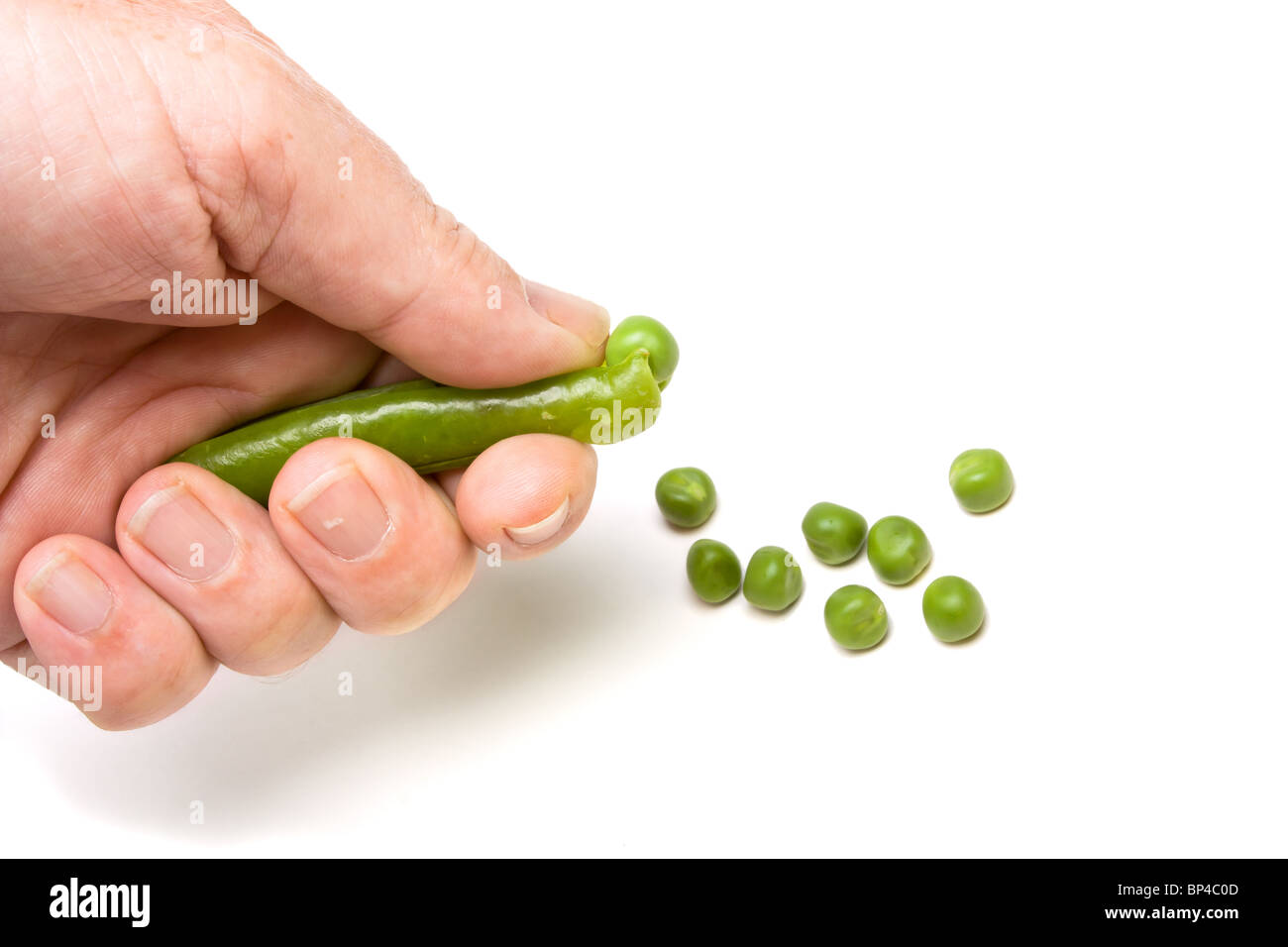 Shelling Fresh Garden Pea Pods isolated against white background Stock ...