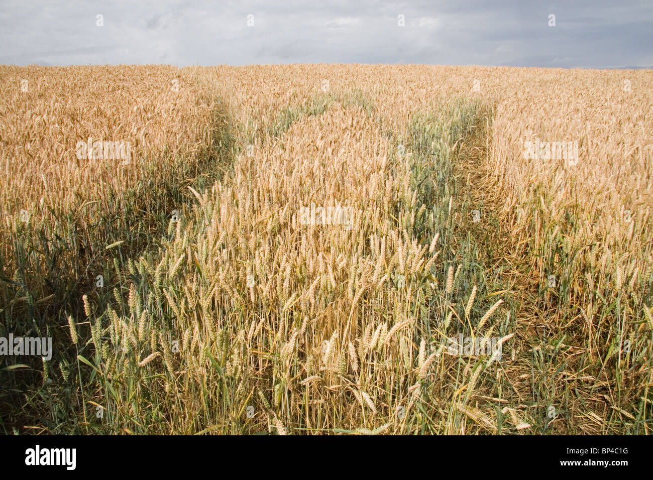 Tractor in a cornfield hi-res stock photography and images - Alamy