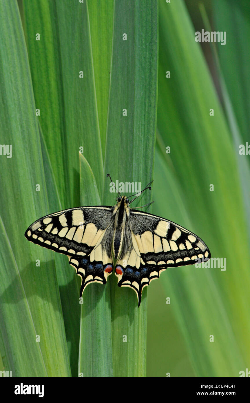 Common Swallowtail Butterfly: Papilio machaon gorganus. Bred captive ...