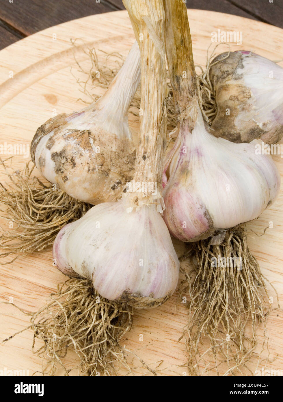 Garlic roots hi-res stock photography and images - Alamy