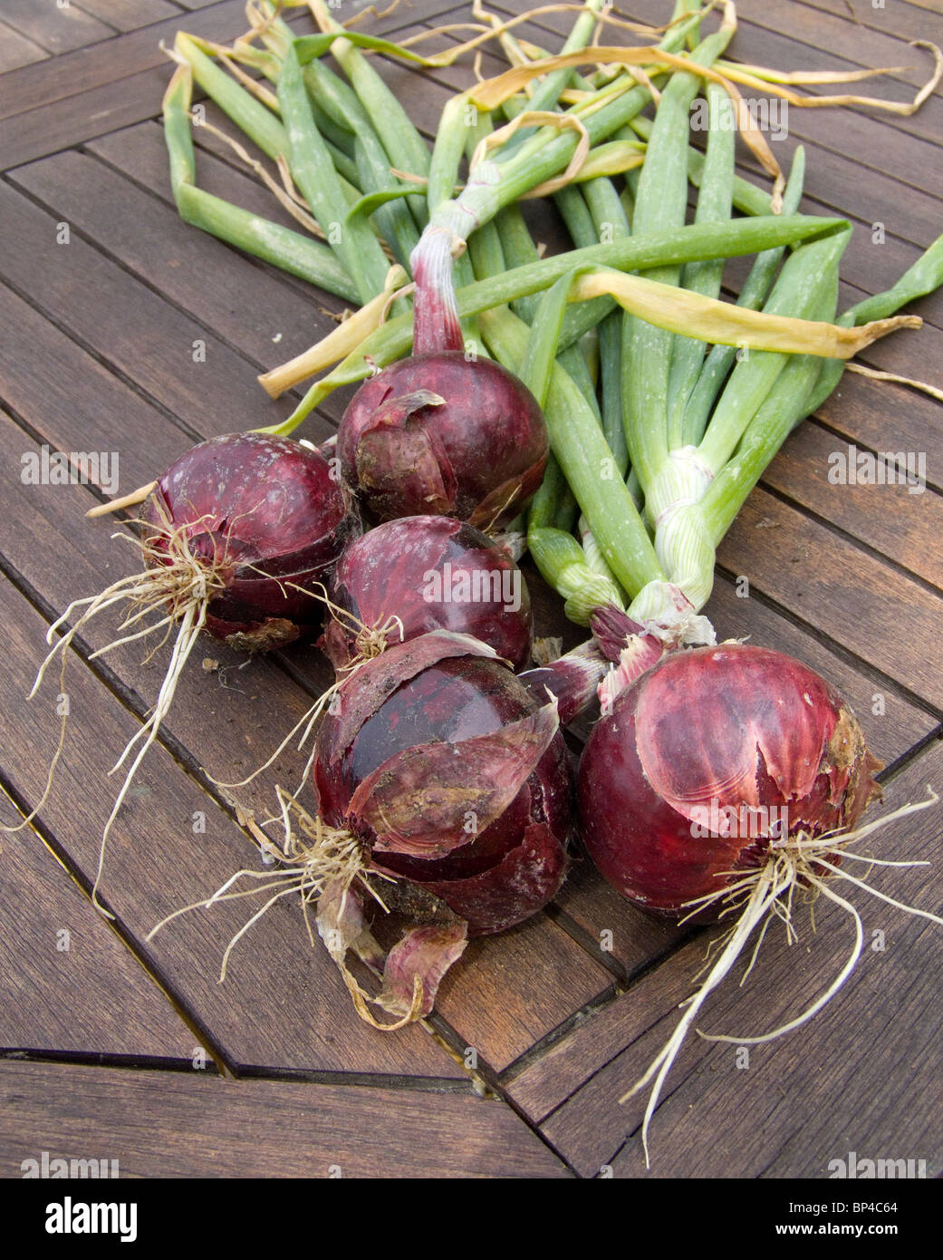 Red onions; home grown red onions just harvested; five red onions ...