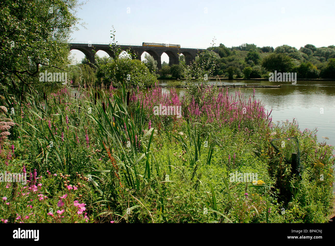 UK, England, Cheshire, Stockport, Reddish Vale, Country Park, flower ...