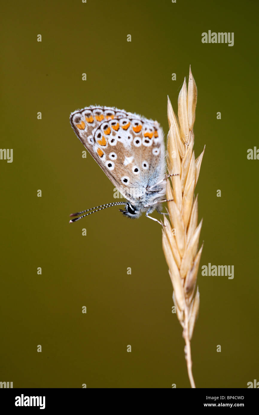 Brown Argus Aricia agestis adult male butterfly at rest with wings ...
