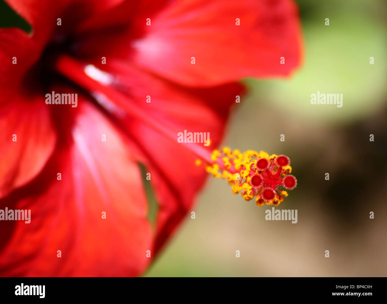 Marsh hibiscus hi-res stock photography and images - Alamy