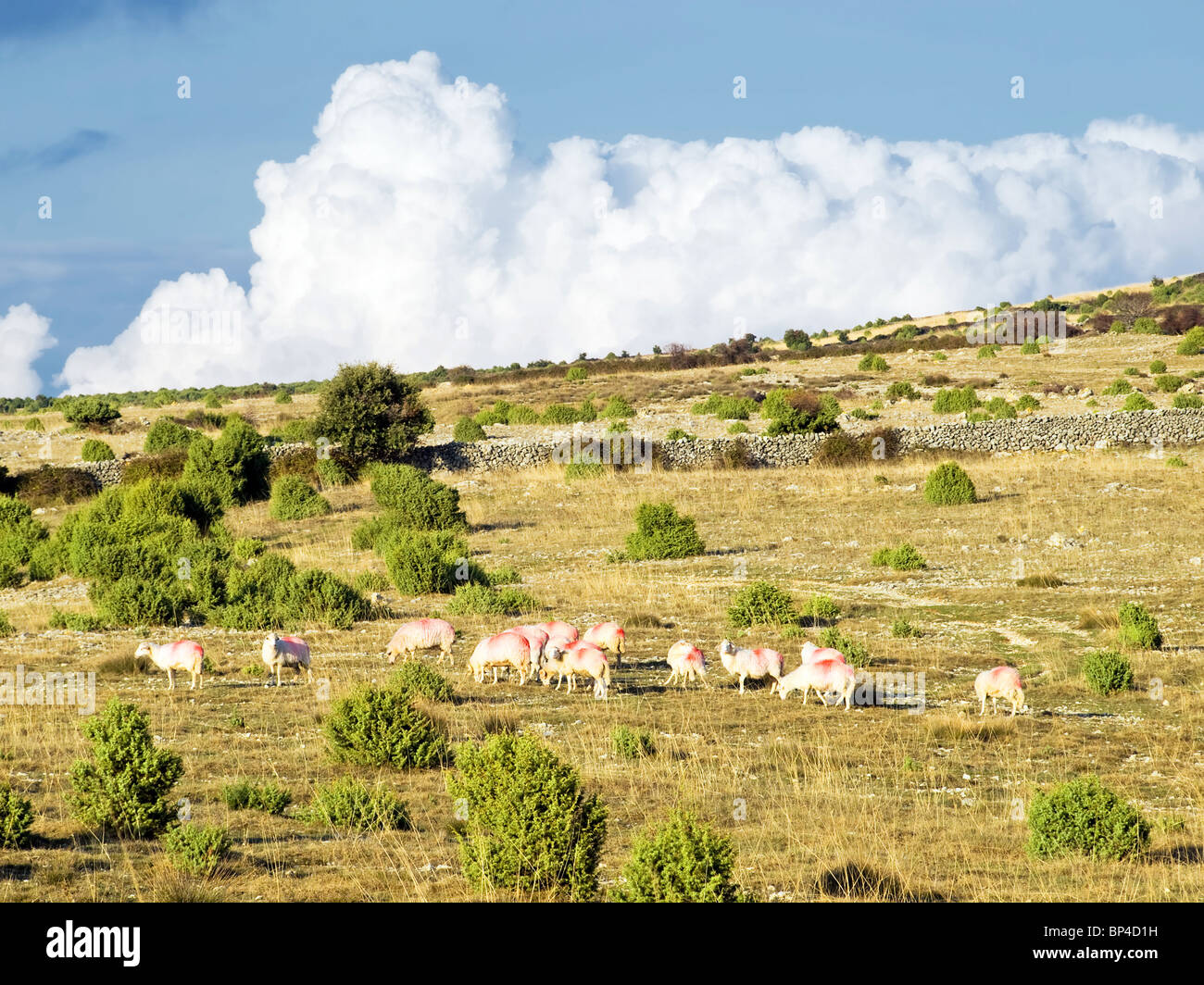 Uncultivated hi-res stock photography and images - Alamy
