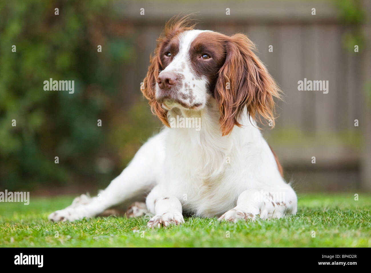 A liver and white English Springer Spaniel working gun dog laying ...