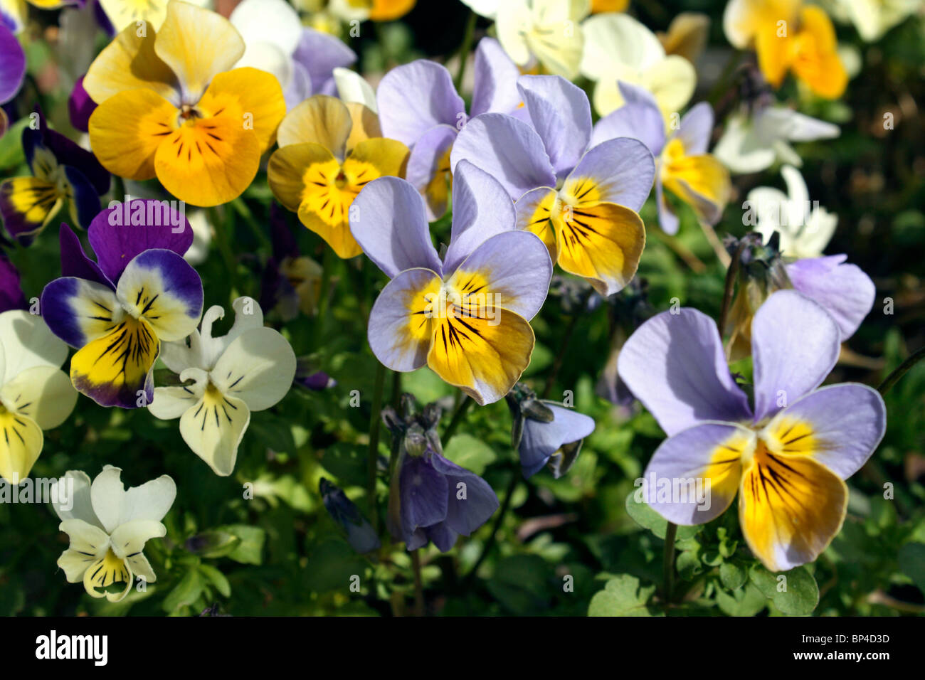 Viola plant seed hi-res stock photography and images - Alamy