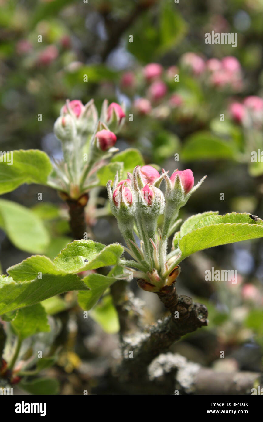 English garden apple tree hi-res stock photography and images - Alamy