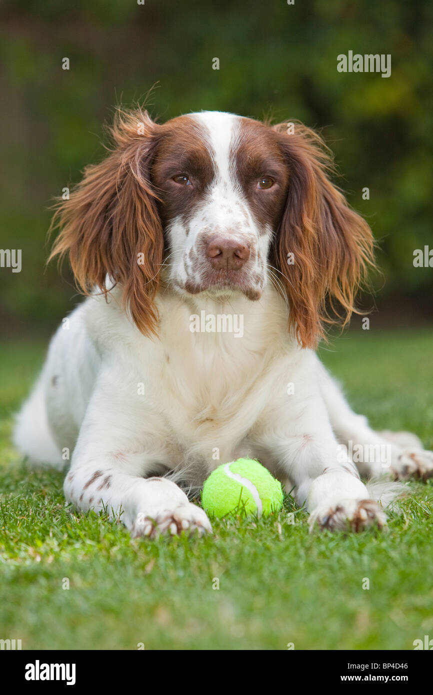 A liver and white English Springer Spaniel working gun dog laying ...