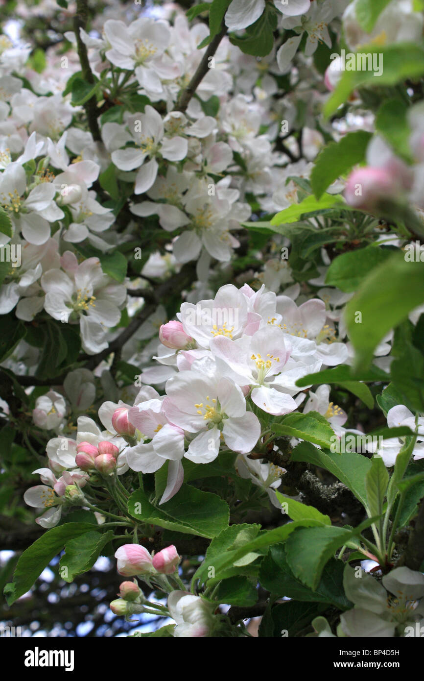 English apple tree garden hi-res stock photography and images - Alamy
