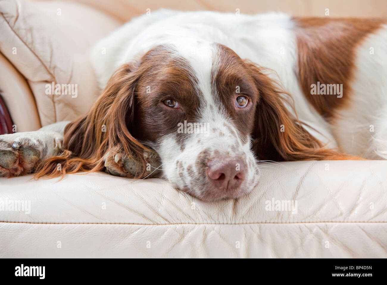 A liver and white English Springer Spaniel working gun dog laying on a ...