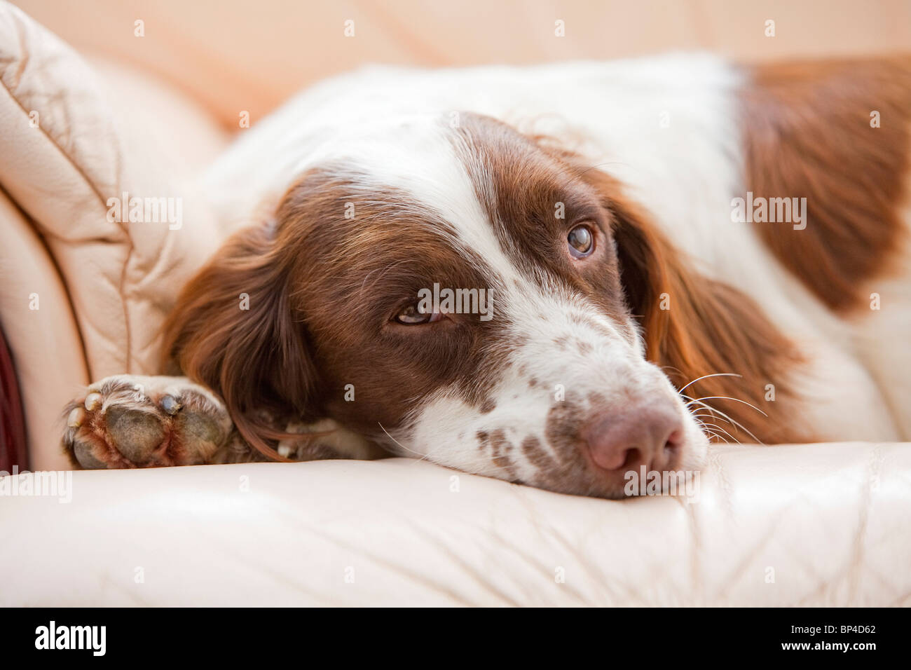 A liver and white English Springer Spaniel working gun dog laying on a ...