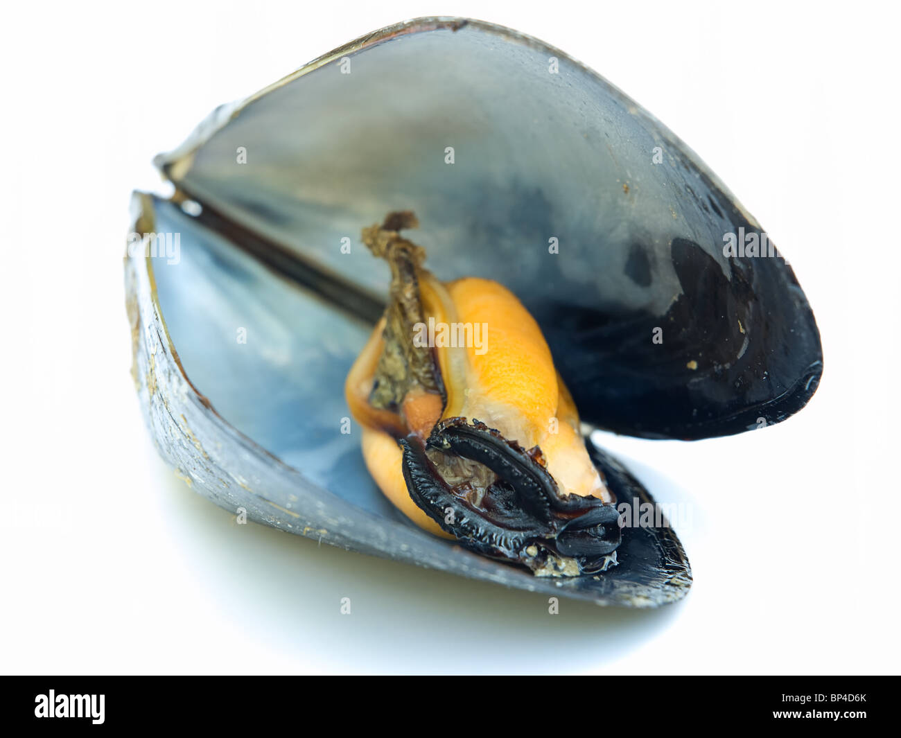 Clams underwater Cut Out Stock Images & Pictures - Alamy