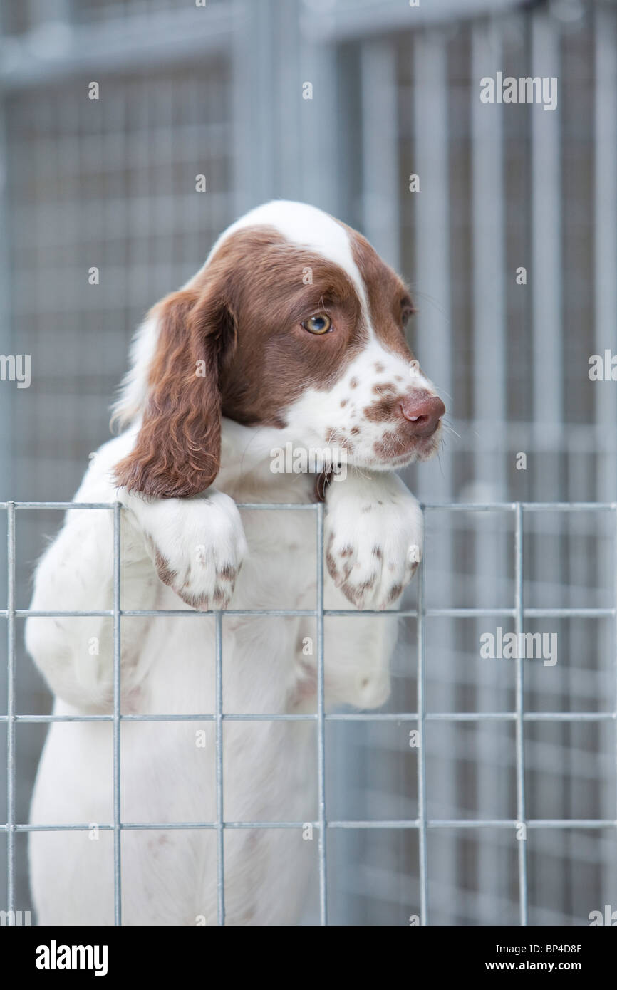 A liver and white English Springer Spaniel puppy looking over the top ...