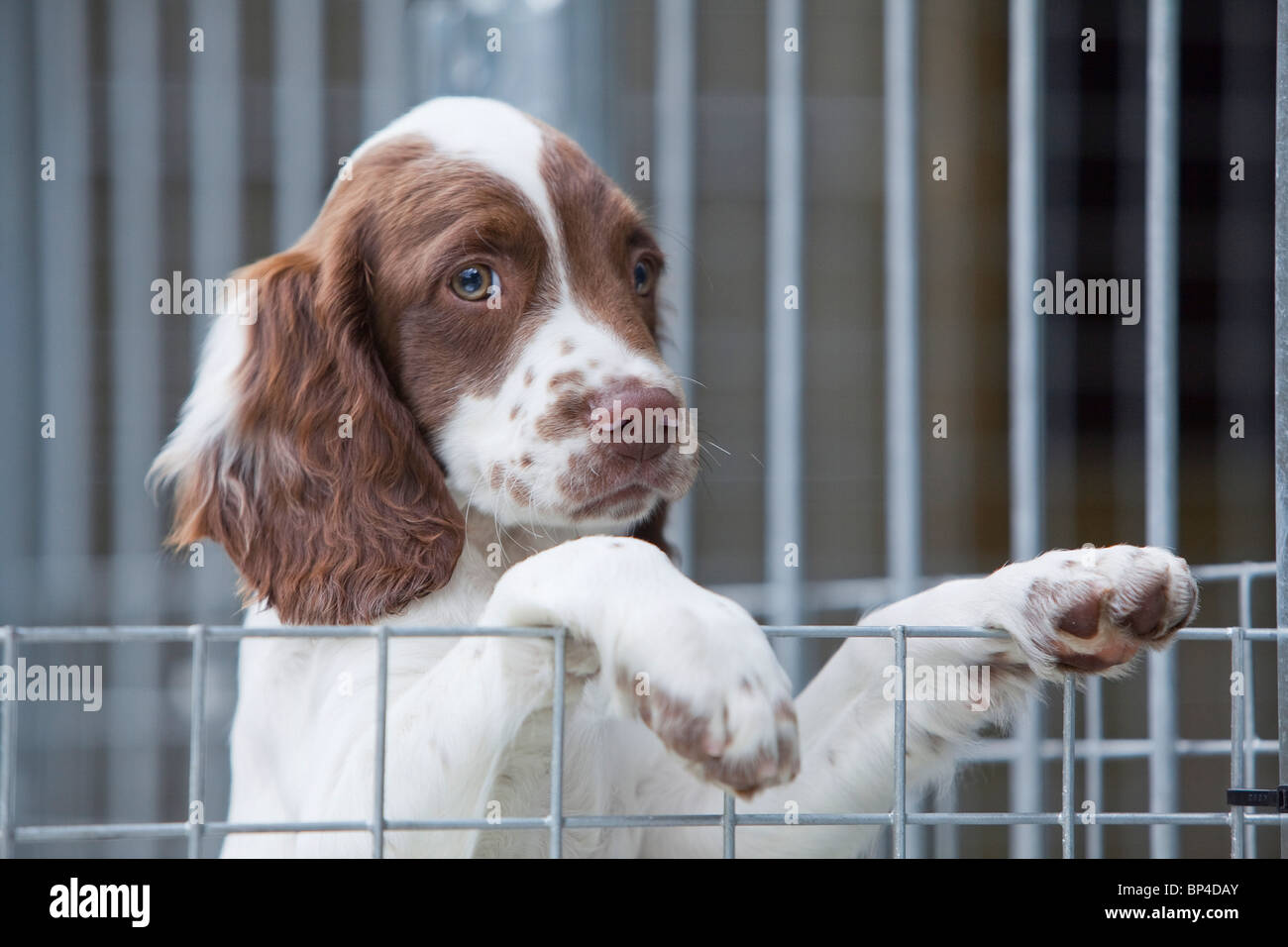 A liver and white English Springer Spaniel puppy looking over the top ...