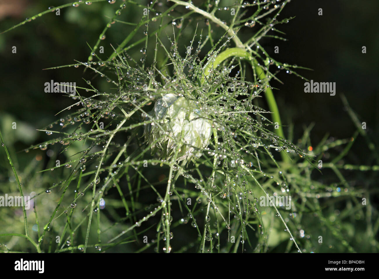 Nigella seed pod hi-res stock photography and images - Alamy