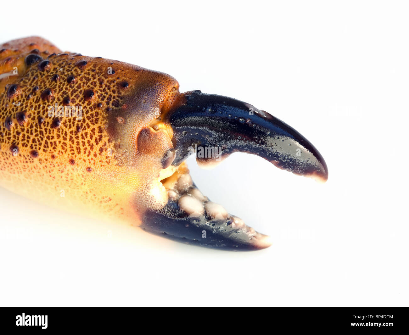 Jaw claw hi-res stock photography and images - Alamy