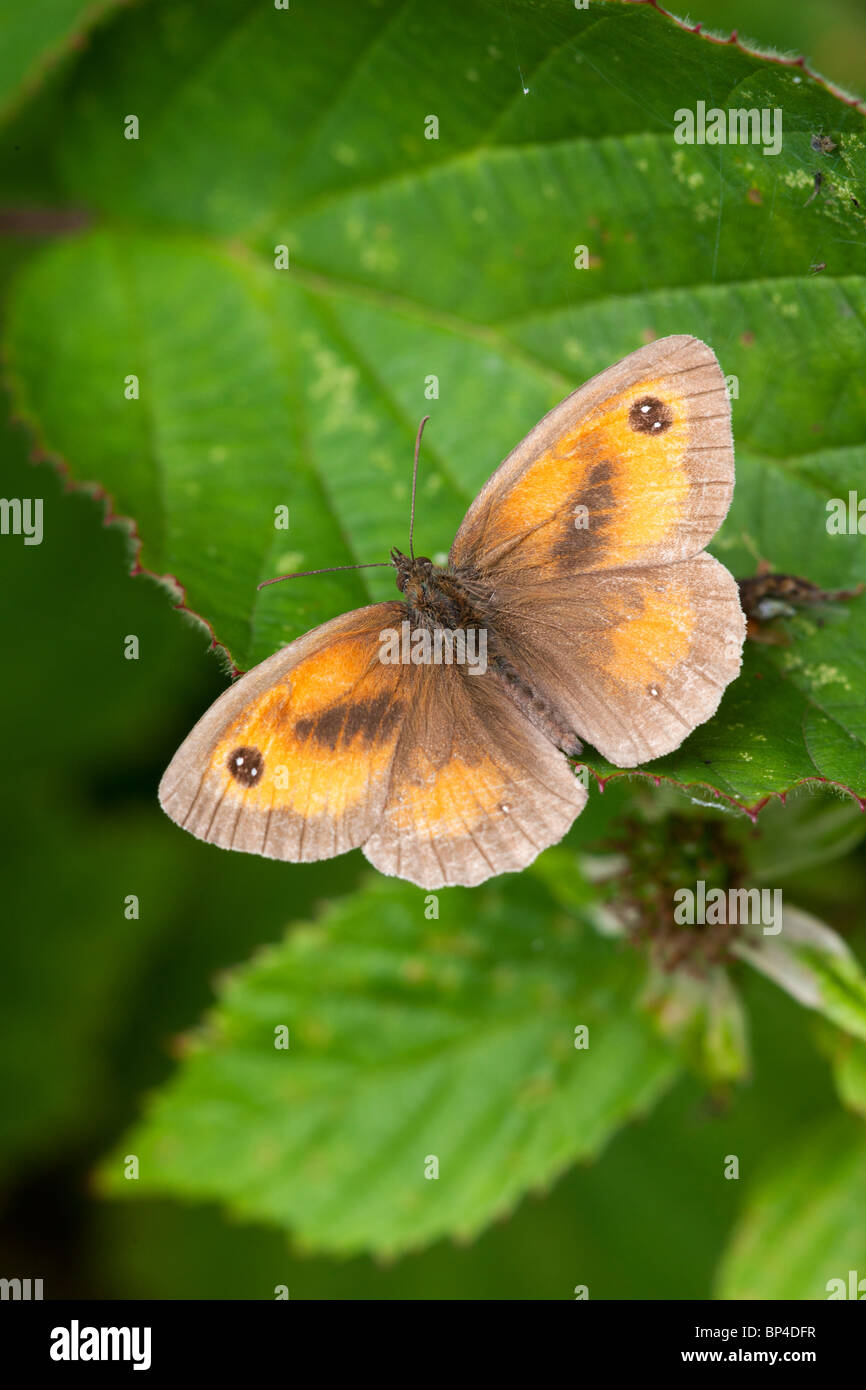 Male gatekeeper butterfly hi-res stock photography and images - Alamy