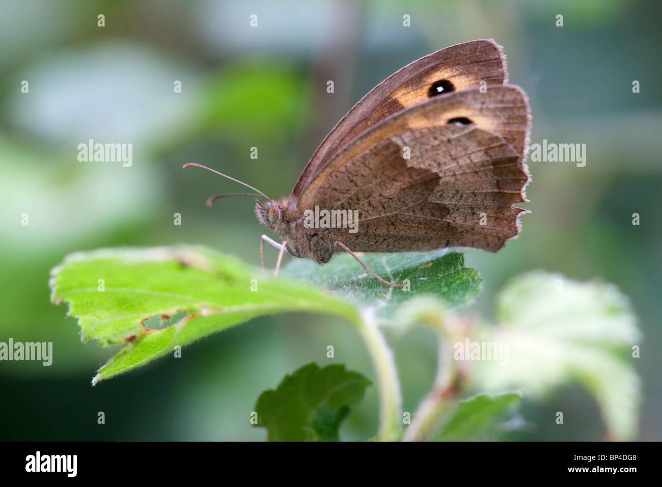 Meadow Brown Maniola jurtina adult butterfly at rest with wings open ...