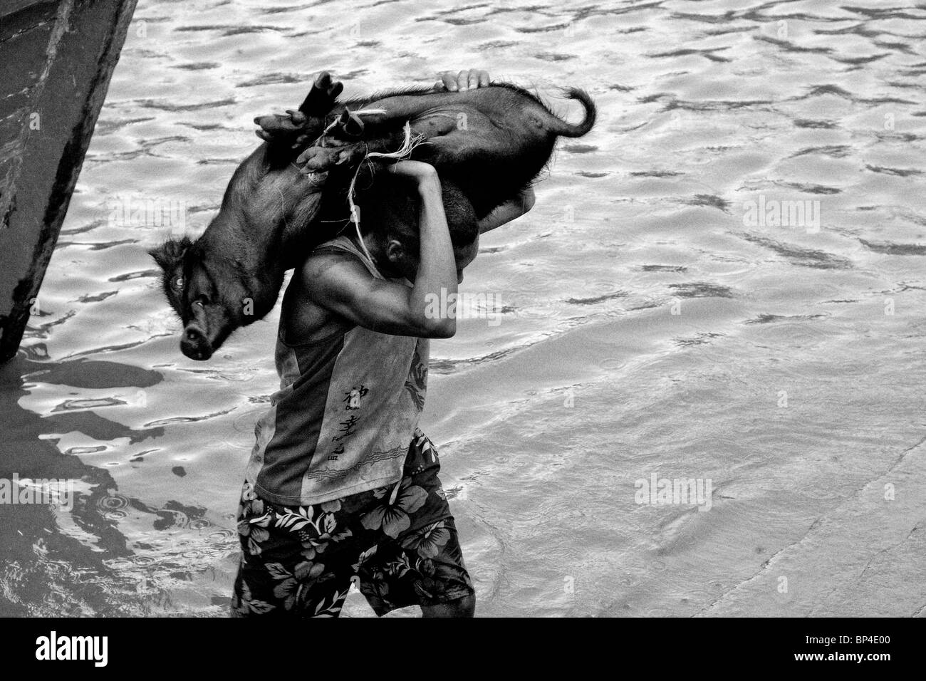Pig transport america Black and White Stock Photos & Images - Alamy