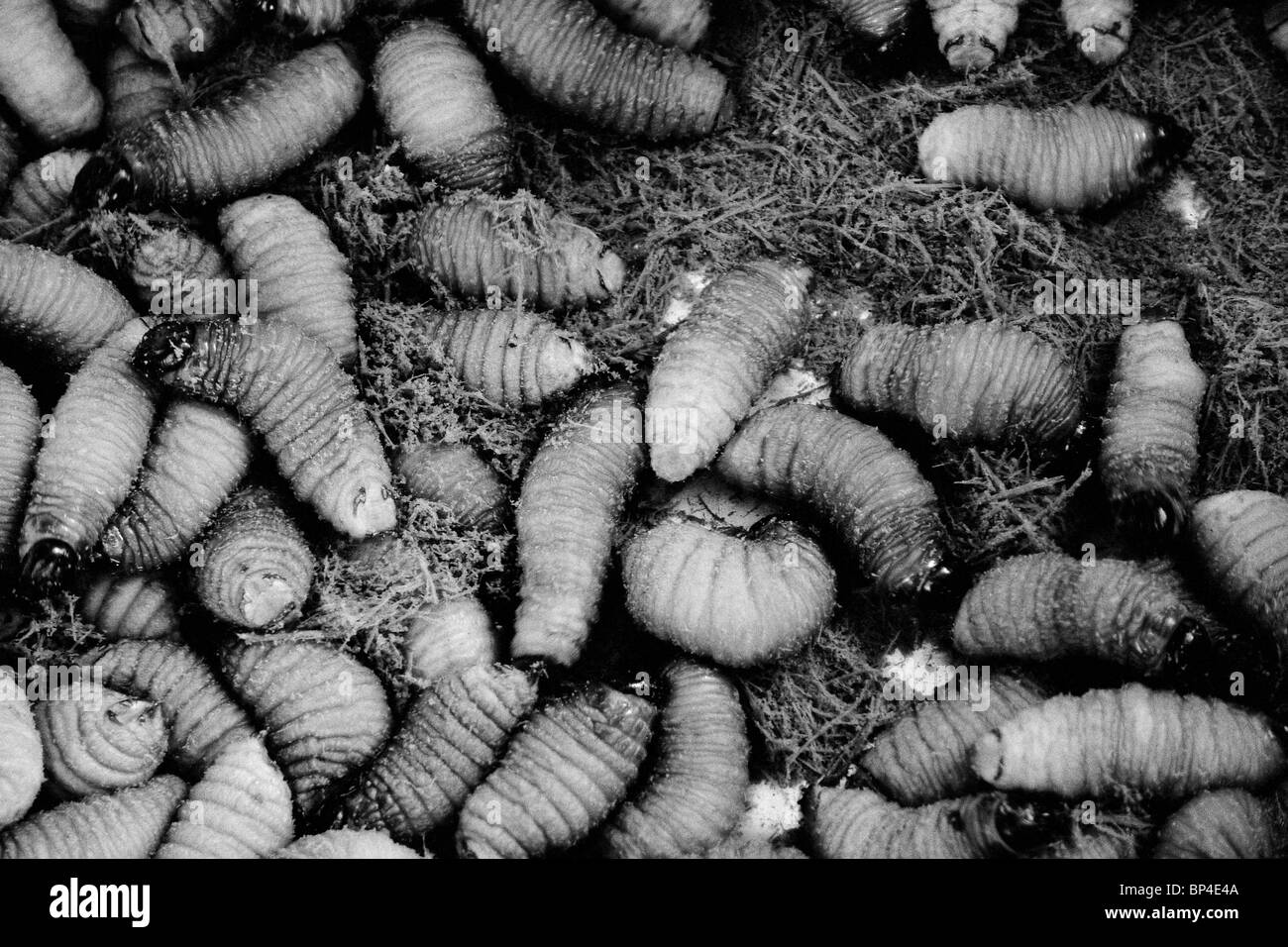 Jungle palm tree worms (sago worms) in a bowl ready to be sold in the ...