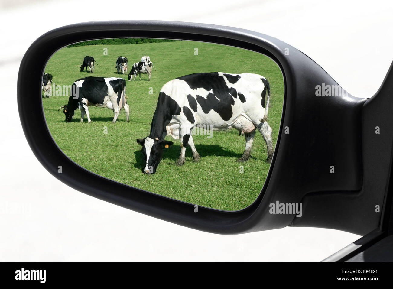 Cow driving car hi-res stock photography and images - Alamy