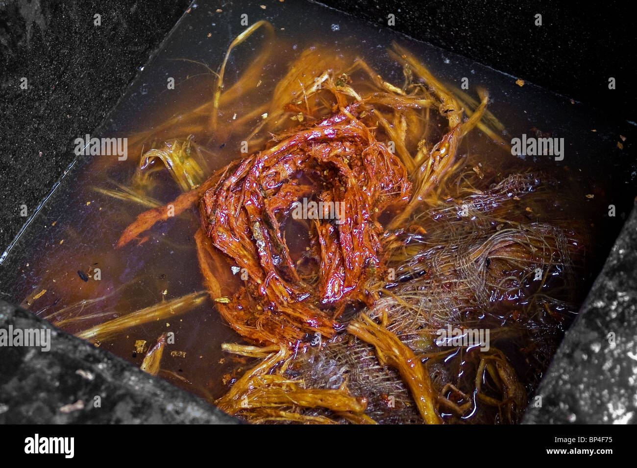 A piece of the tropical tree bark added to the boiling sugarcane juice ...