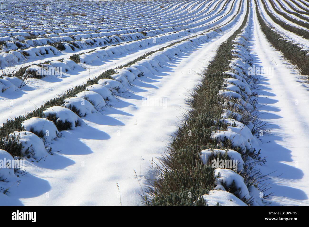 Lavender fields in winter in Provence, Valensole, France Stock Photo ...