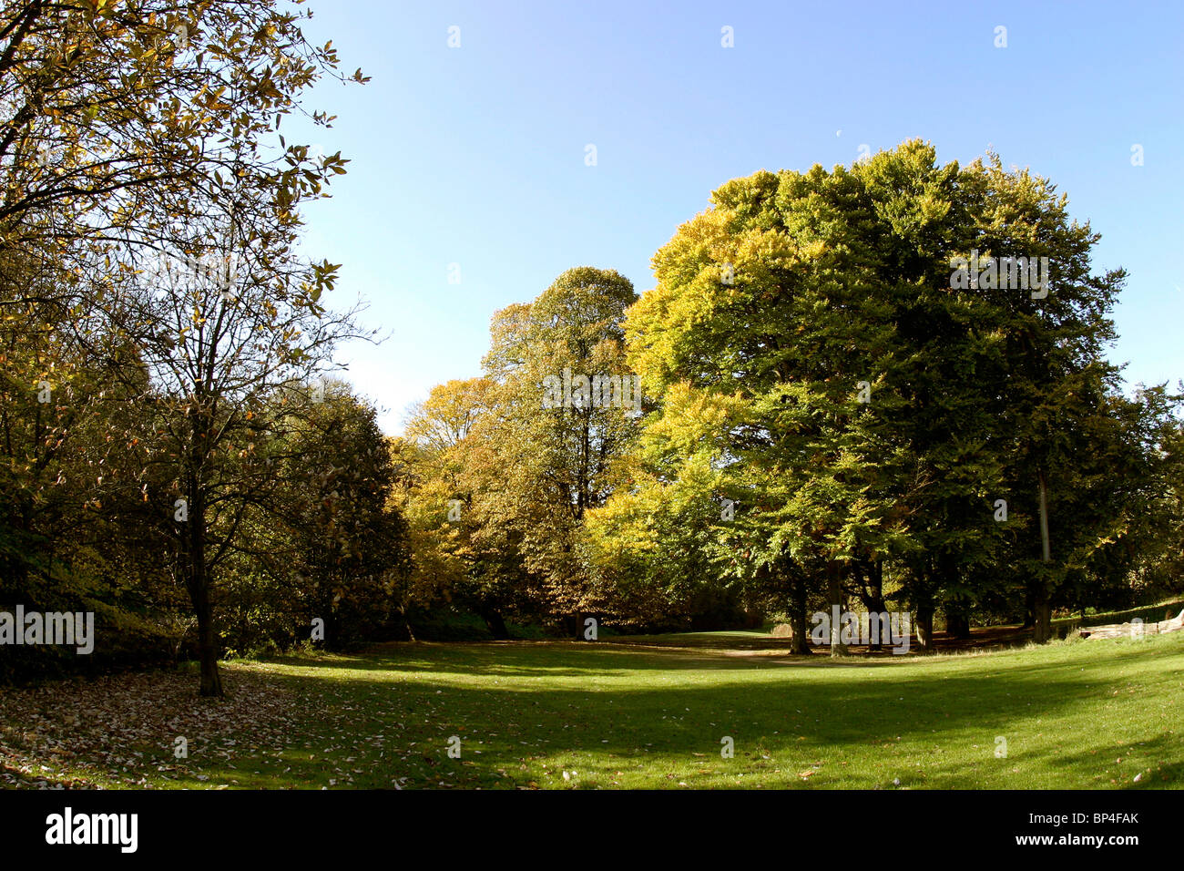 UK, England, Cheshire, Stockport, Bramall Hall, Bramhall Park, trees in ...