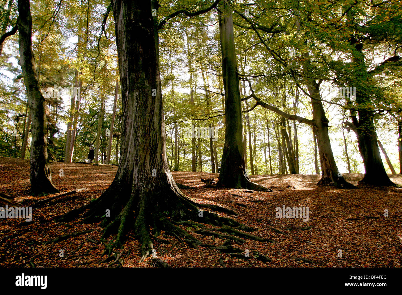 UK, England, Cheshire, Stockport, Bramall Hall, Bramhall Park in autumn ...