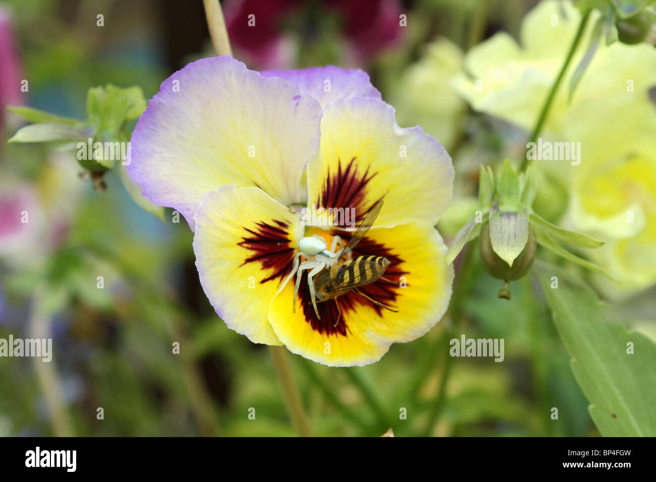 Viola Plant Seed High Resolution Stock Photography and Images - Alamy