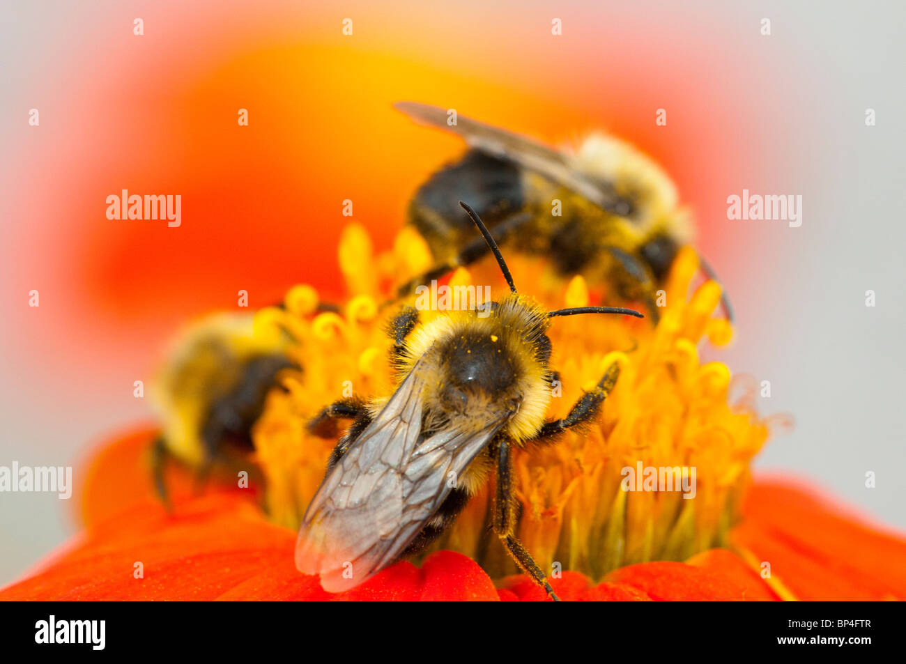 Three Bees on Mexican Sunflower Stock Photo - Alamy