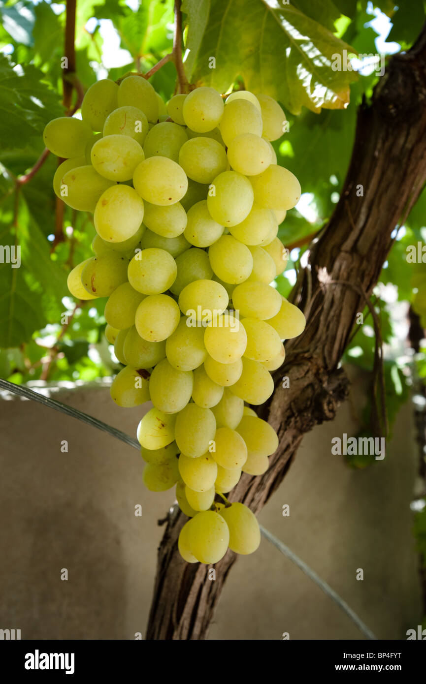 Clusters of white table grapes hang from the vine on a trellis in ...