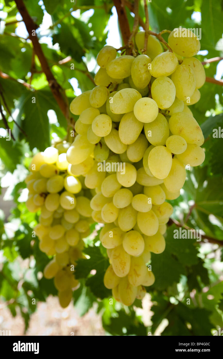Clusters of white table grapes hang from the vine on a trellis in ...