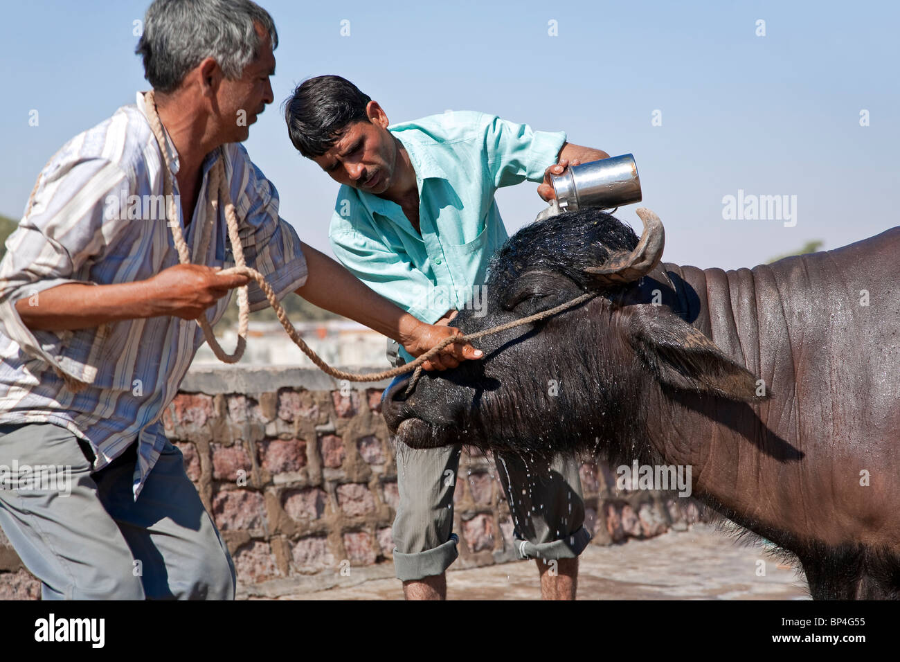 Man washing water buffalo hi-res stock photography and images - Alamy