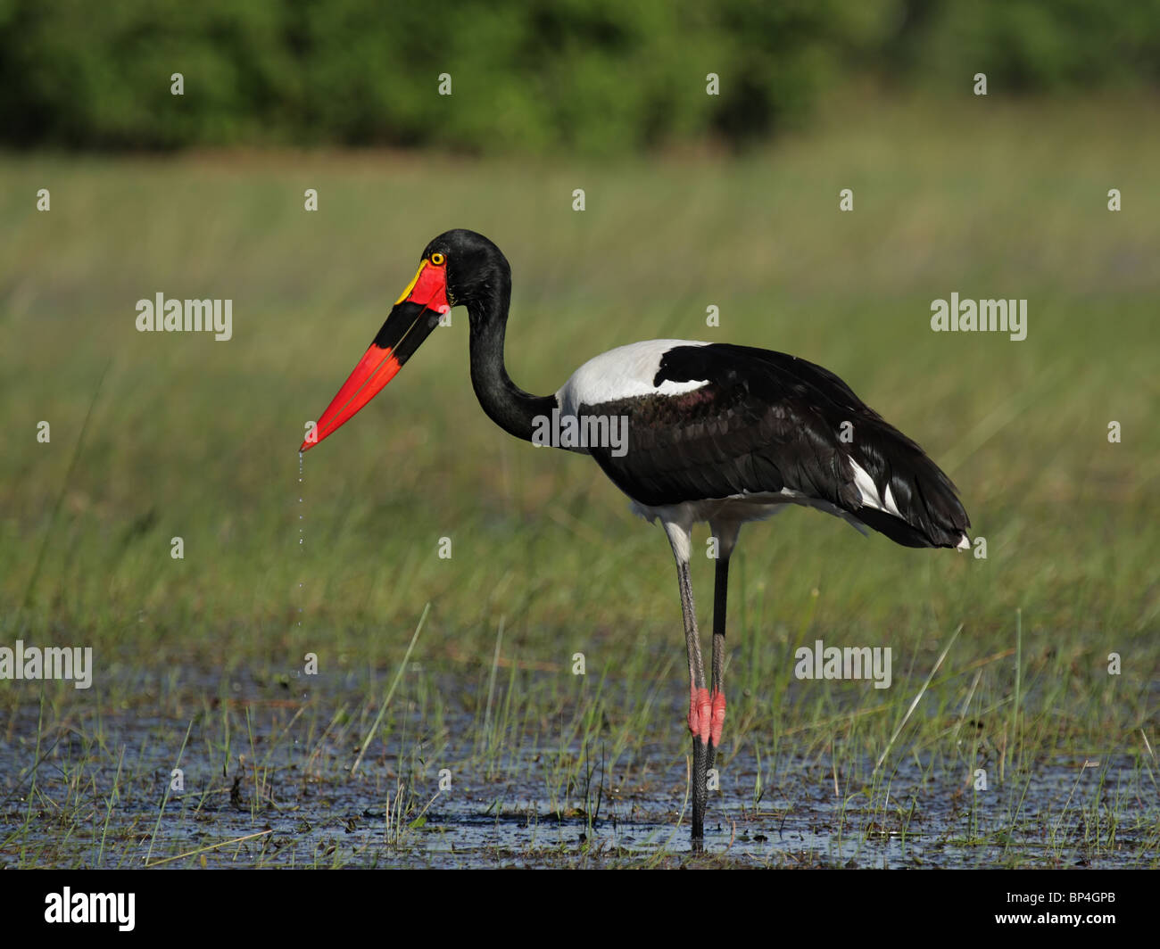 Saddle-billed Stork (Ephippiorhynchus senegalensis) looking for food in ...