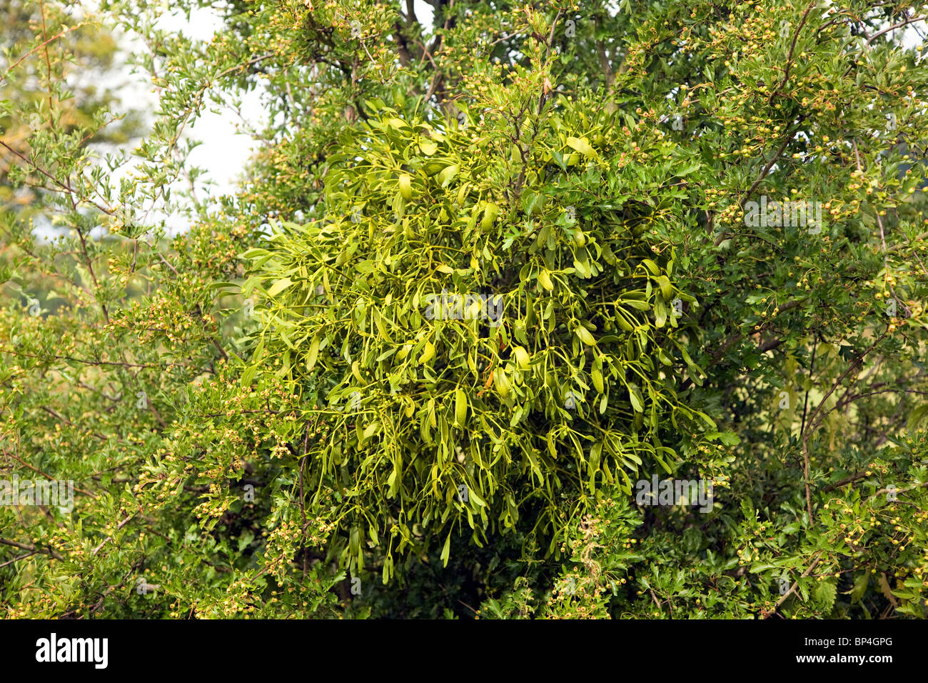 Viscum album summer hi-res stock photography and images - Alamy