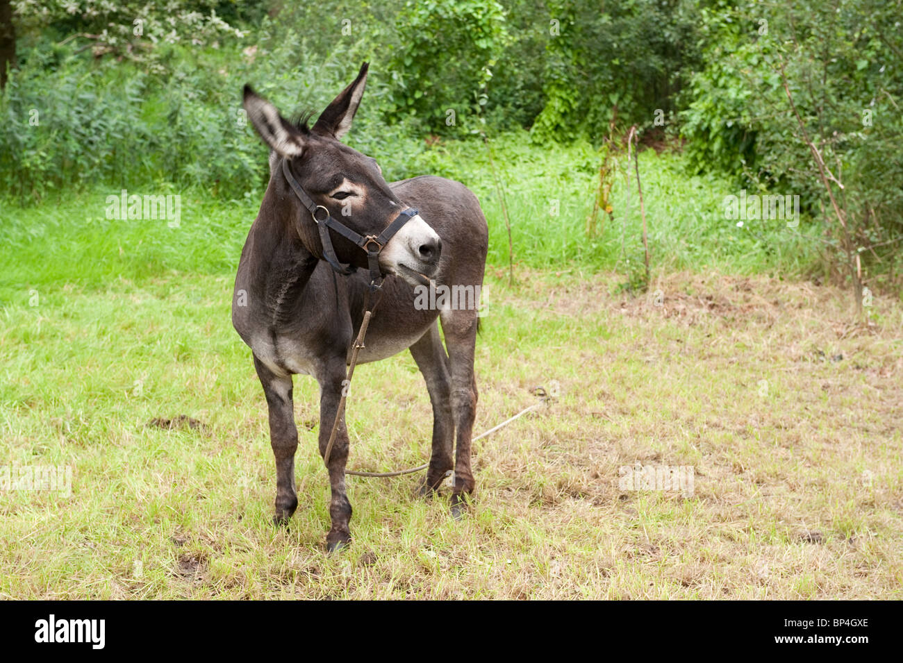 Donkey tied hi-res stock photography and images - Alamy