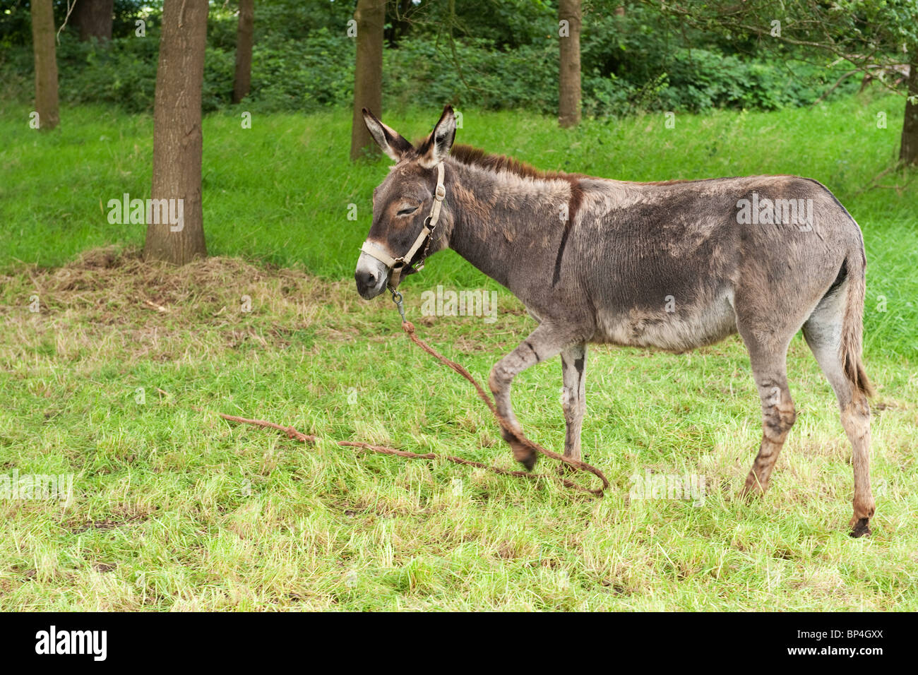 donkey tied with a rope in grassnear the forest Stock Photo - Alamy