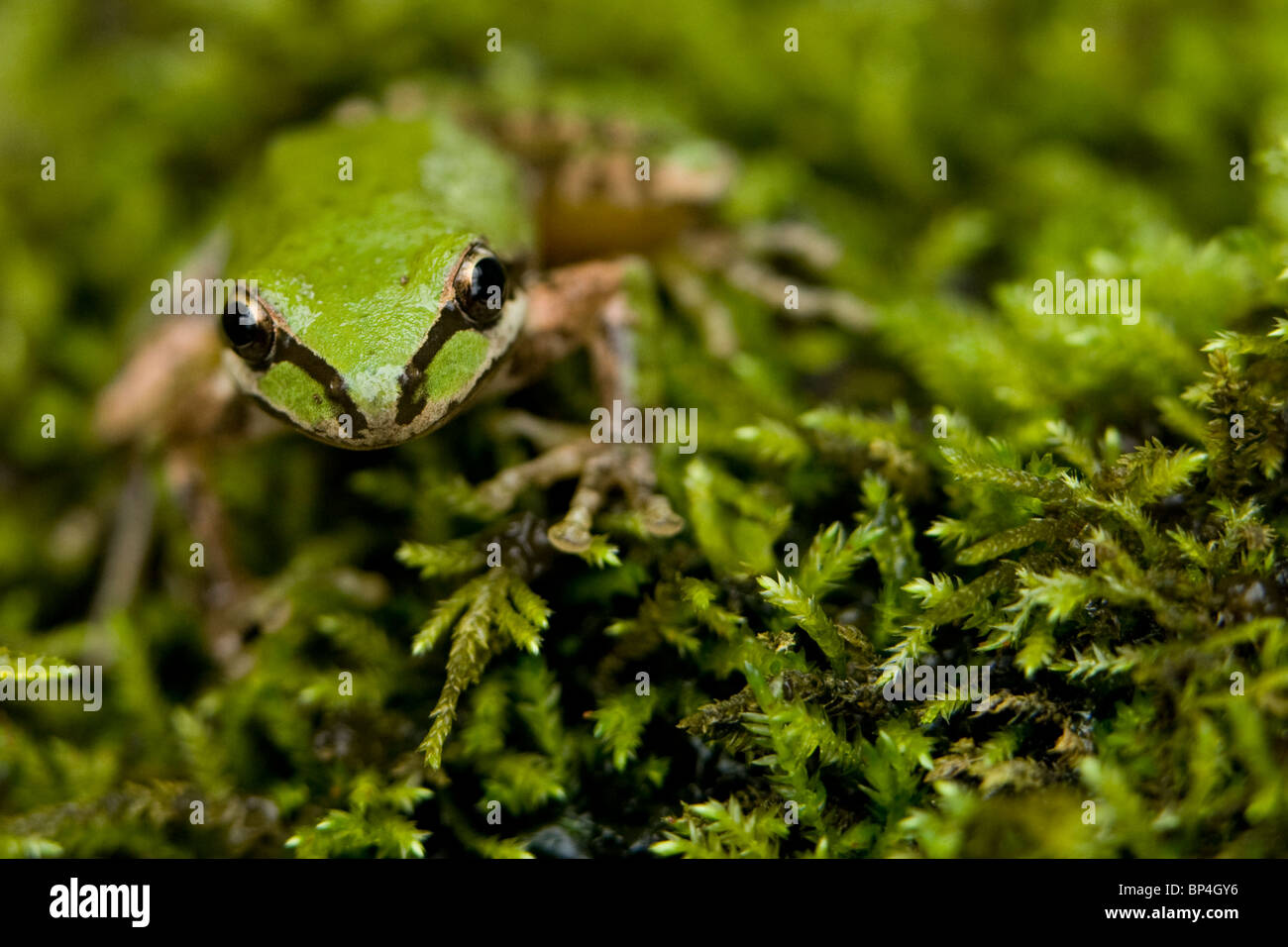 Captive Pacific Tree Frog resting on a moss covered rock Stock Photo ...