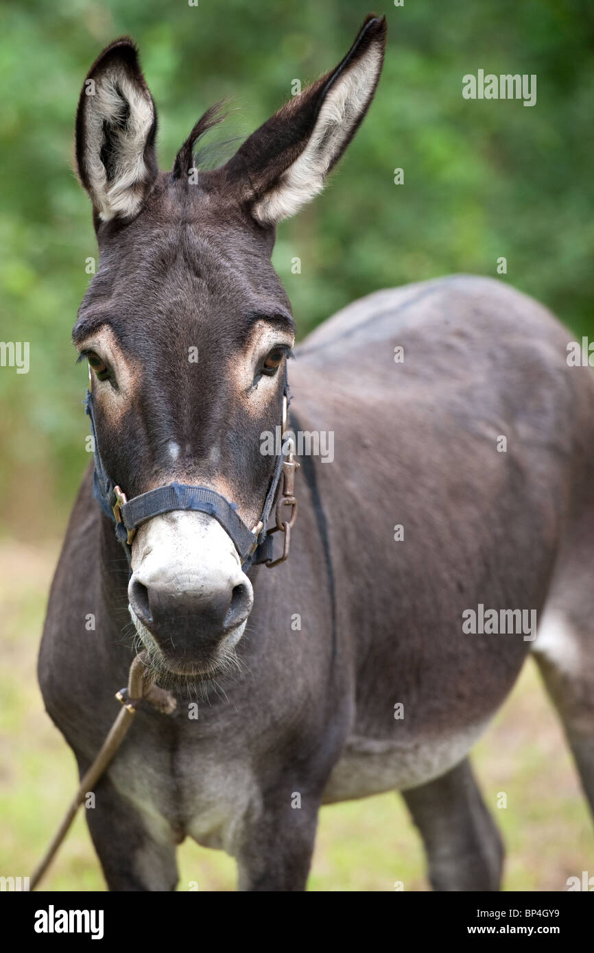 Head of a donkey tied on a rope near the forest Stock Photo - Alamy