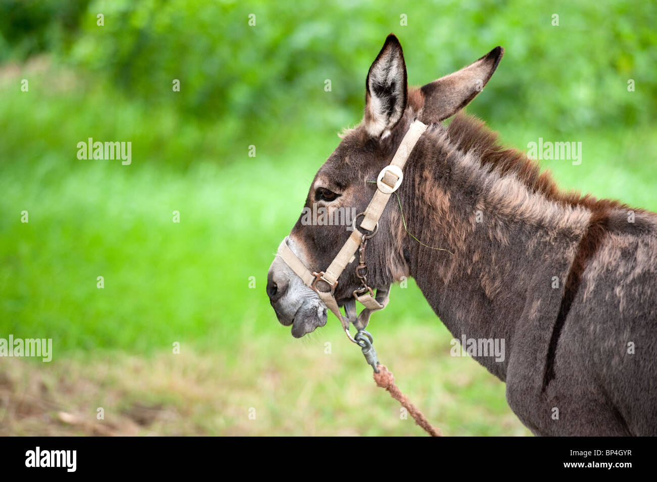 Head of a donkey in front of the forest Stock Photo - Alamy
