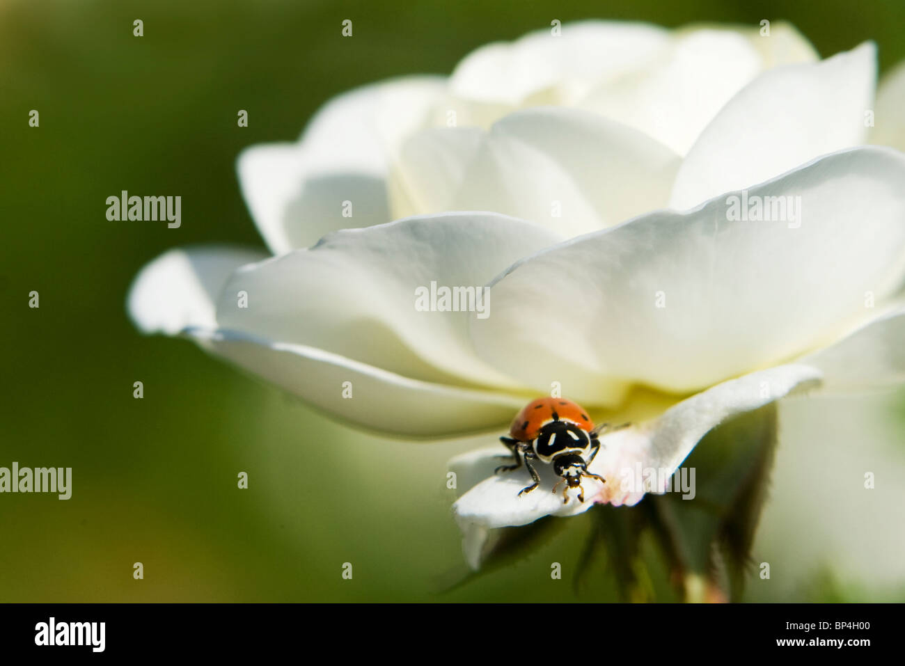 Lady Bug on a White Rose at the Santa Barbara Rose Gardens Stock Photo ...
