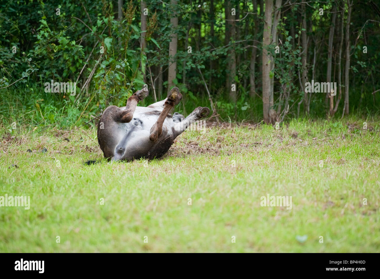Donkey rolling hi-res stock photography and images - Alamy